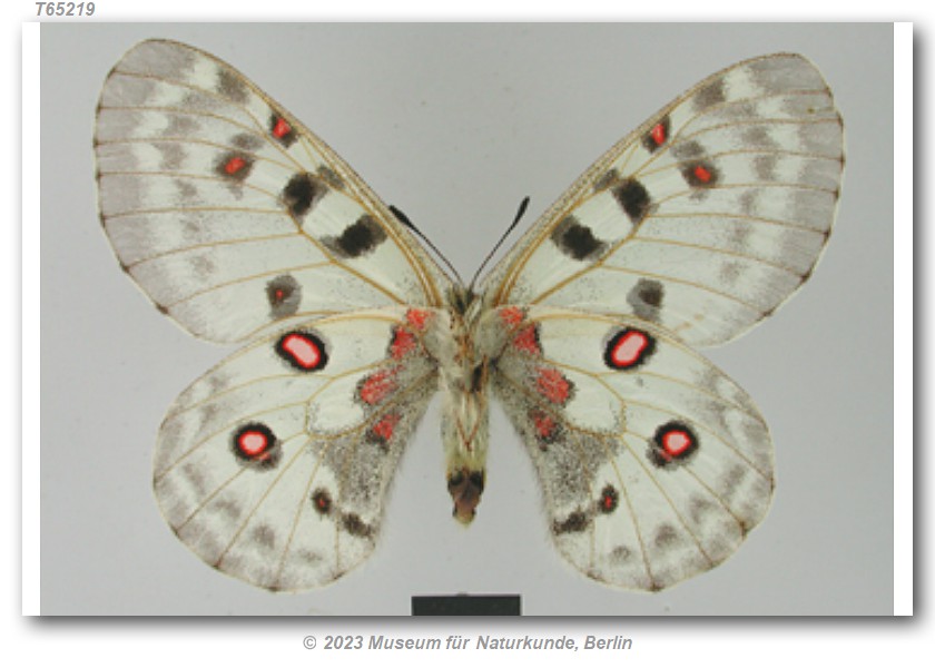 Parnassius actius caesar TYPE [MFNB].