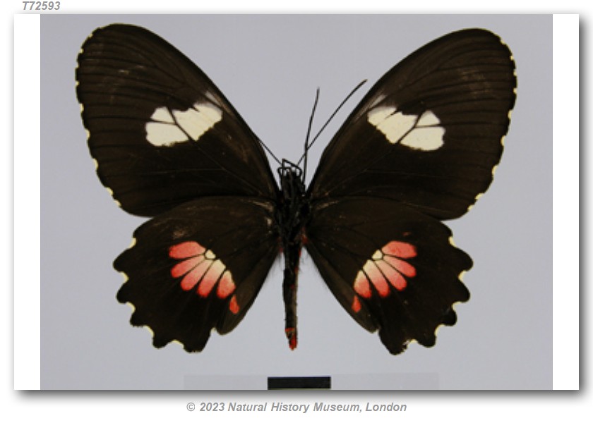 Parides iphidamas calogyna (type specimens)