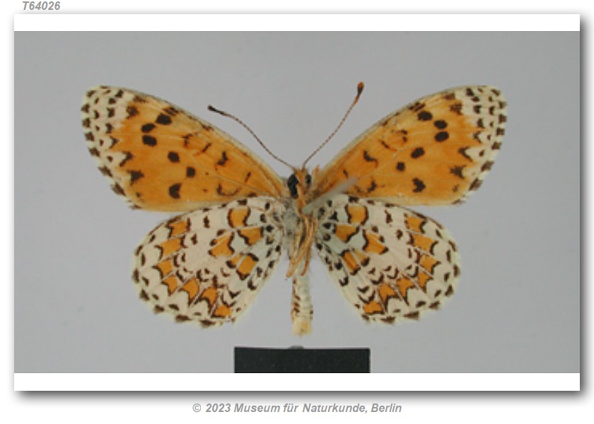 Melitaea robertsi (type specimens)