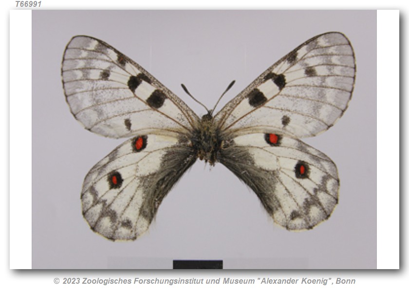 Parnassius actius catilina (type specimens)