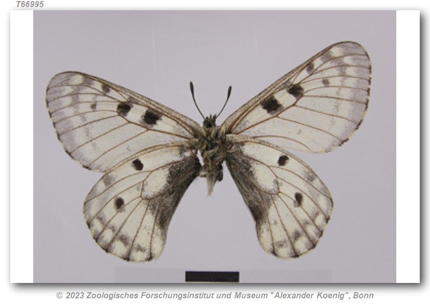 Parnassius actius catilina (type specimens)