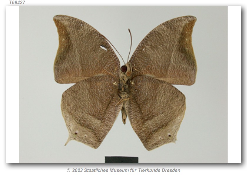 Memphis glauce centralis (type specimens)