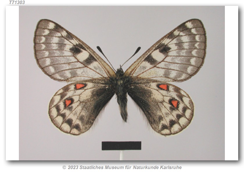 Parnassius s. simo (type specimens)