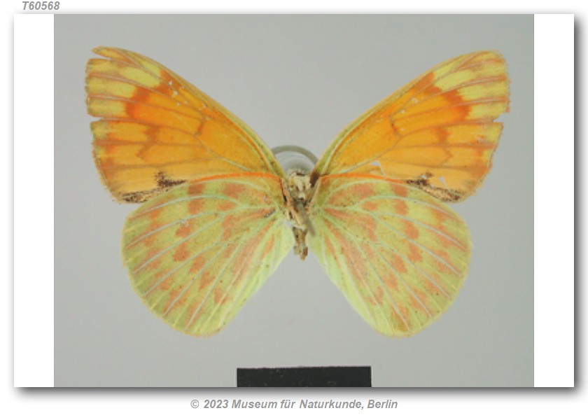 Colotis chrysonome (type specimens)