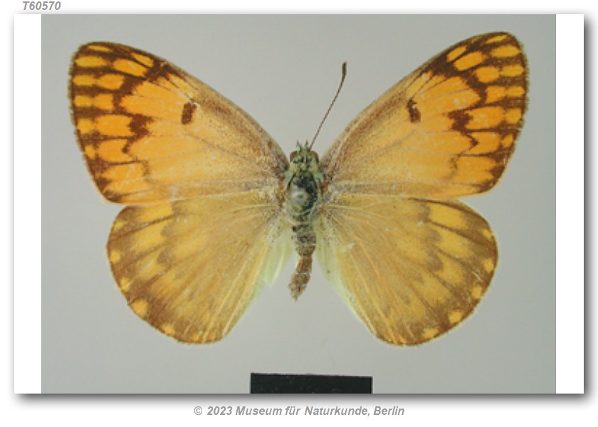 Colotis chrysonome (type specimens)