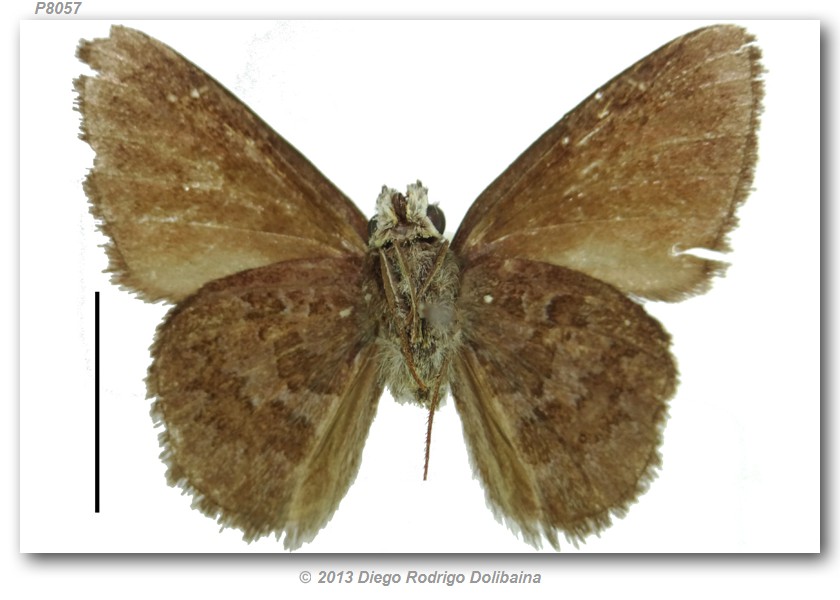 Cogia punctilia (type specimens)