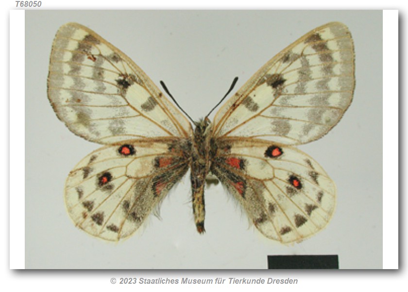 Parnassius simo colosseus (type specimens)