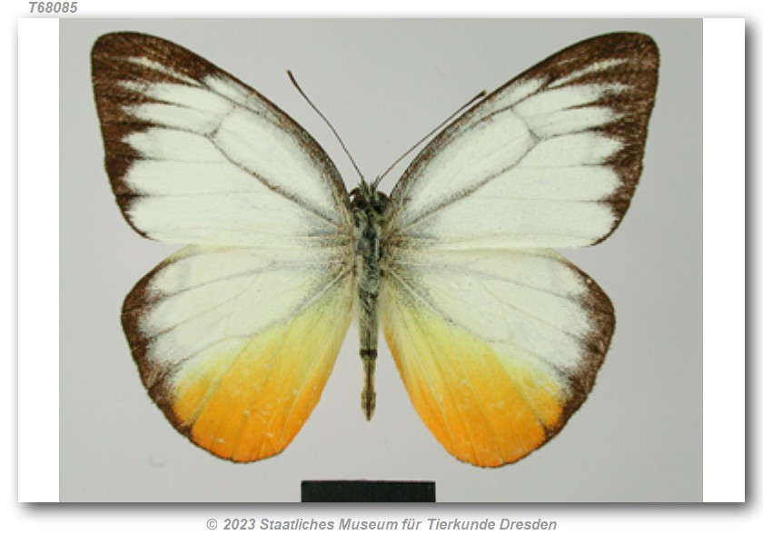 Cepora iudith continentalis (type specimens)
