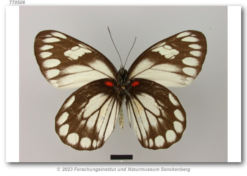 Delias d. diaphana (type specimens)