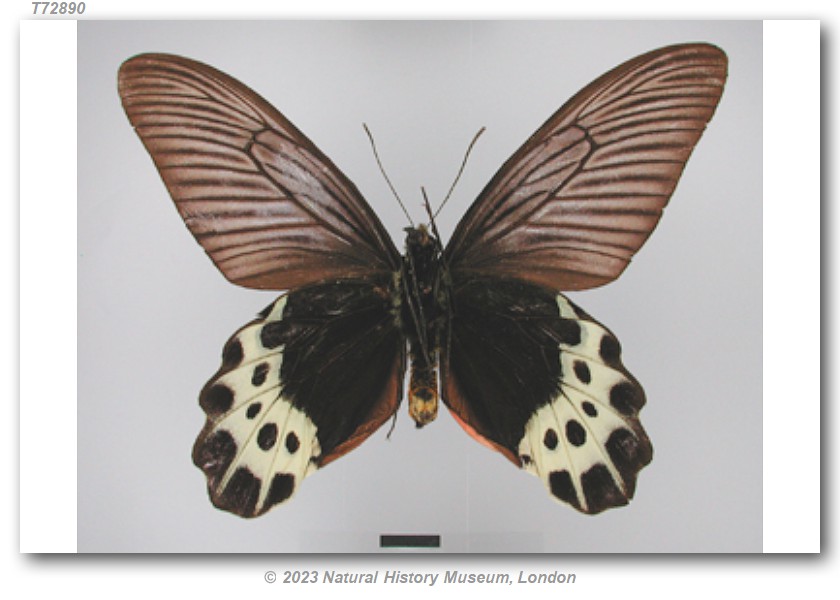 Atrophaneura p. priapus (type specimens)