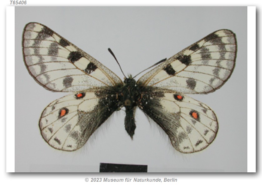 Parnassius simonius albifer (Eisner, 1938)