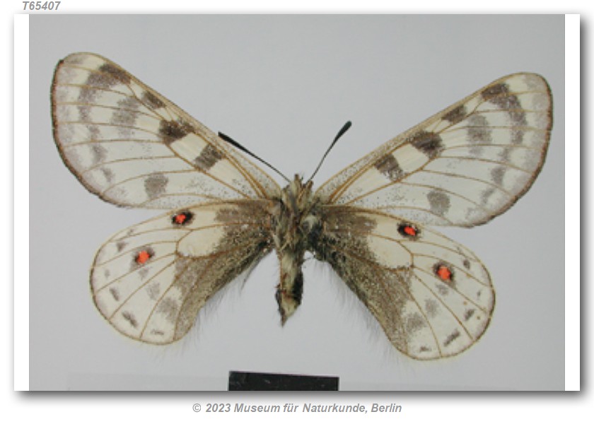 Parnassius simonius albifer (type specimens)