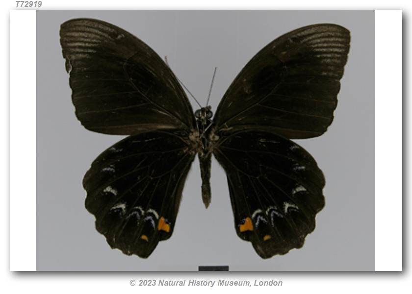 Papilio aegeus ormenus (type specimens)