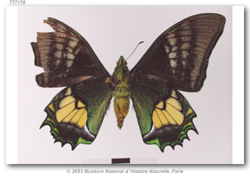 Teinopalpus aureus eminens (type specimens)