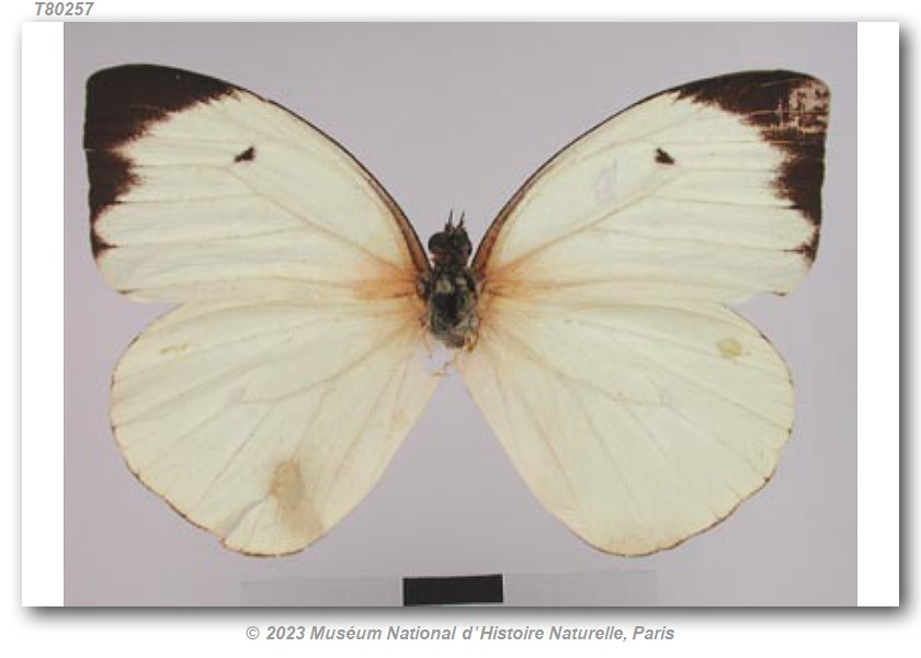 Ganyra phaloe endeis (type specimens)