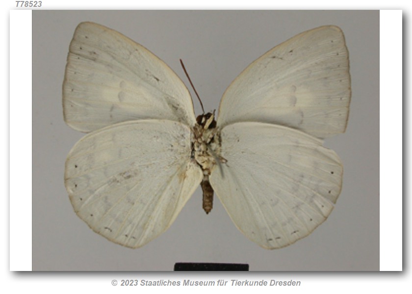 Curetis tagalica celebensis (type specimens)