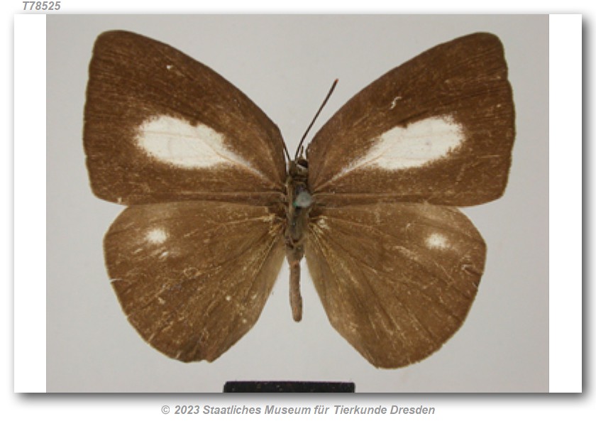 Curetis tagalica celebensis (type specimens)