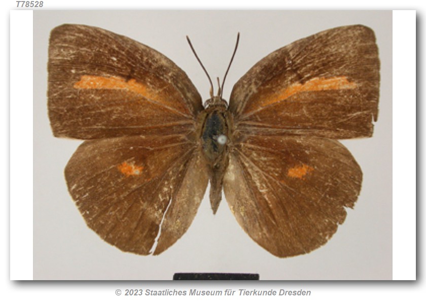 Curetis tagalica celebensis (type specimens)