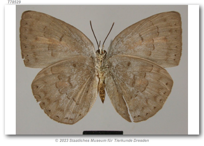 Curetis tagalica celebensis (type specimens)