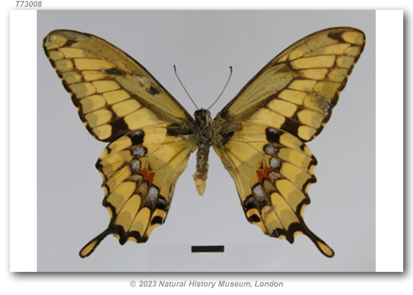 Heraclides oviedo (type specimens)