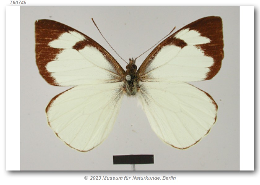 Leptophobia erinna HOLOTYPE Peru [MFNB].