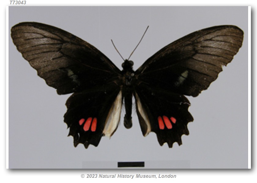 Parides anchises anchises (TYPE of Papilio eteocles C. Felder & R ...