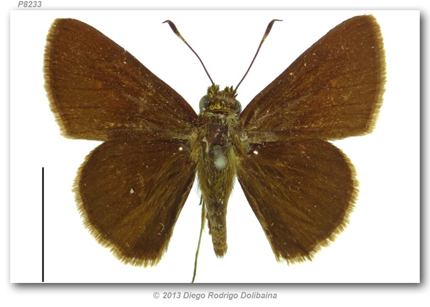 Mnaseas derasa brunnea (O. Mielke, 1972)