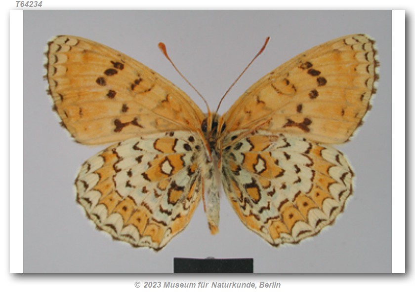 Melitaea arduinna evanescens (type specimens)