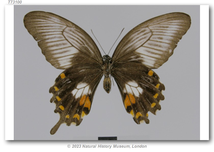 Papilio alphenor polycritos (type specimens)