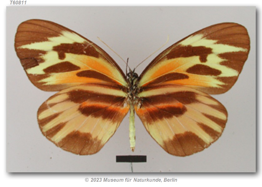 Perrhybris pamela carmenta (type specimens)
