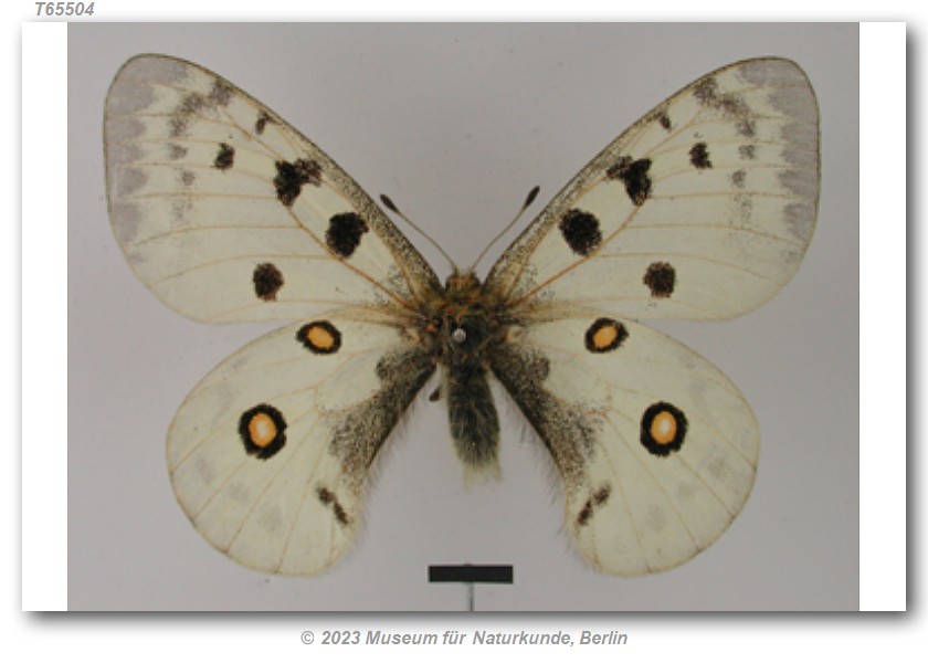 Parnassius apollo vinningensis (type specimens)