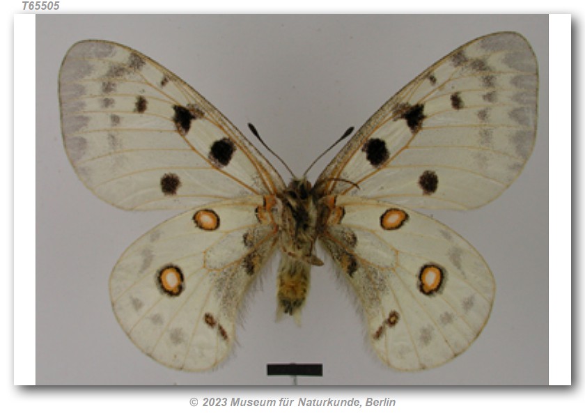 Parnassius apollo vinningensis (type specimens)