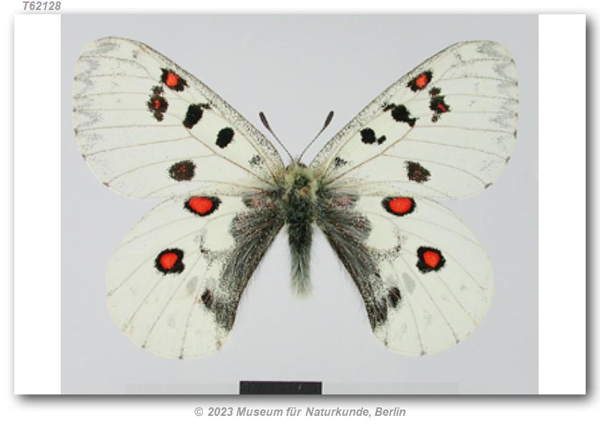 Parnassius actinoboloides frischi Bang-Haas, 1928