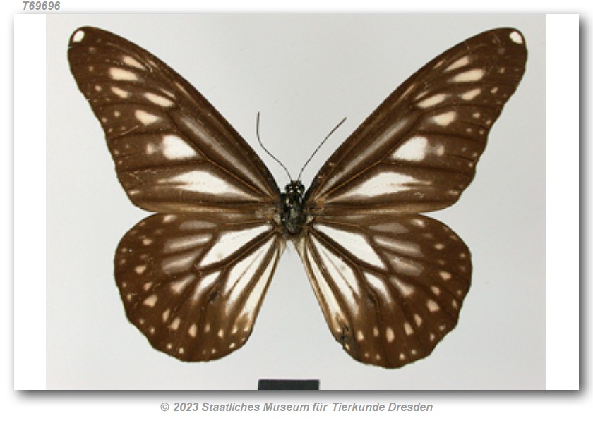 Danaus ismare fulvus Ribbe, 1890