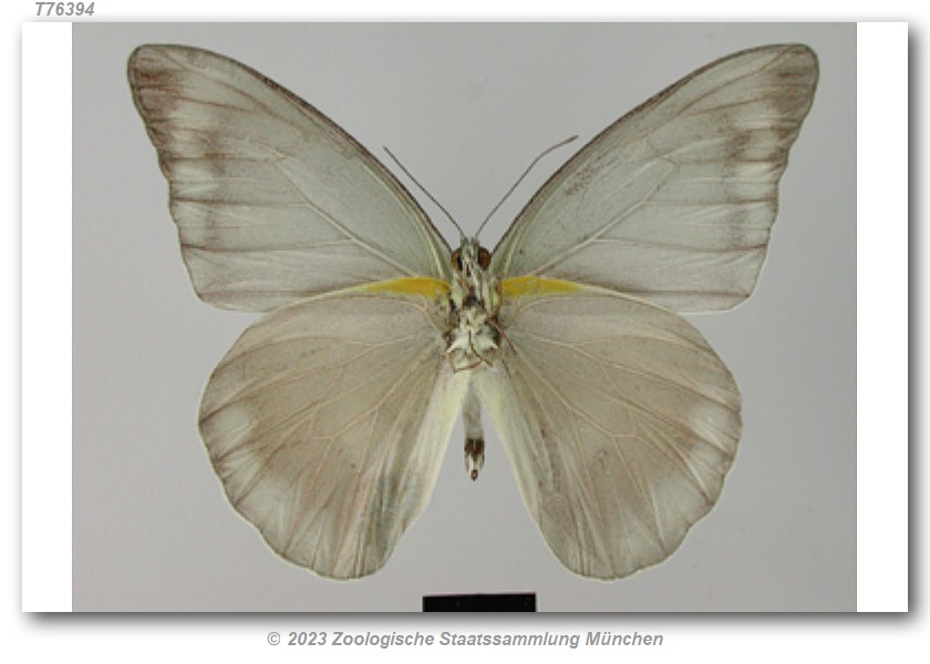 Appias c. celestina (type specimens)