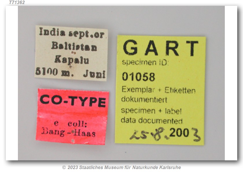 Parnassius simo ganymedes (type specimens)