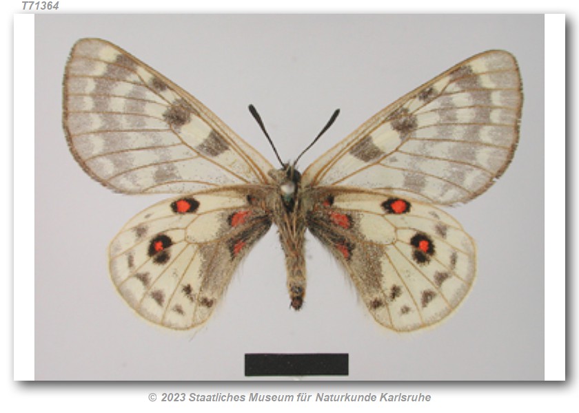 Parnassius simo ganymedes (type specimens)
