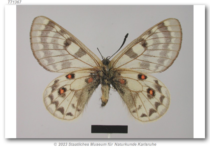 Parnassius simo ganymedes (type specimens)