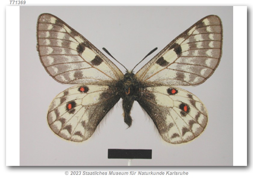 Parnassius simo ganymedes (type specimens)