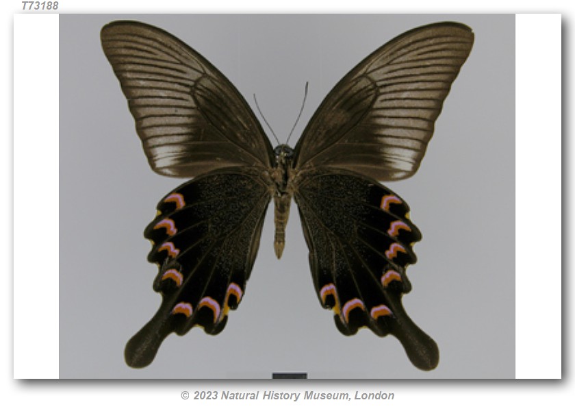 Papilio b. bianor (type specimens)