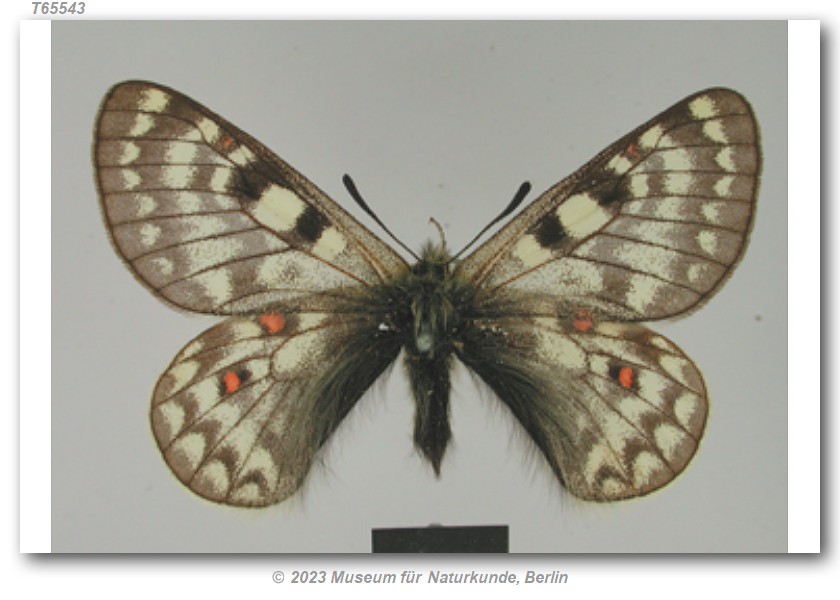 Parnassius simonius gylippos Fruhstorfer, 1903