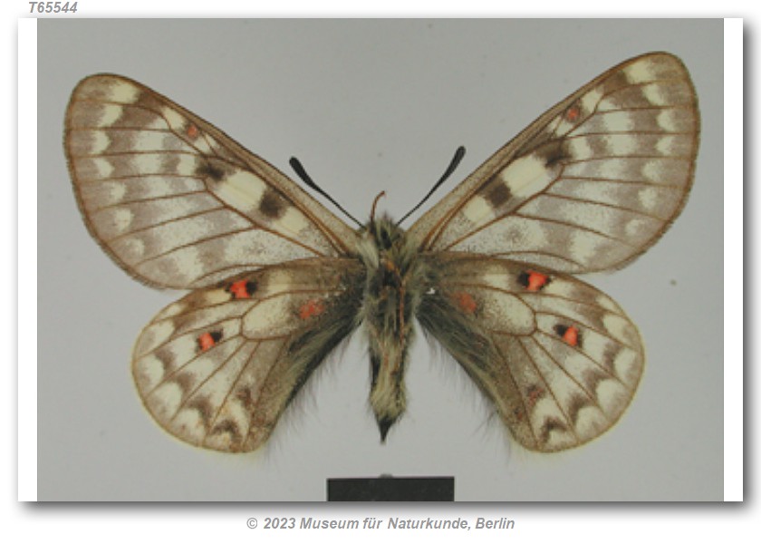 Parnassius simonius gylippos (type specimens)