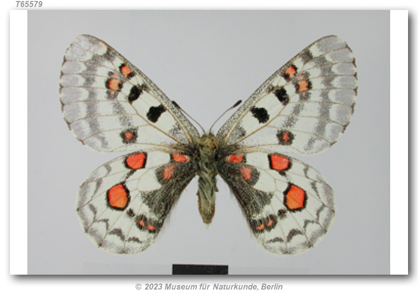 Parnassius epaphus hillensis Bang-Haas, 1915