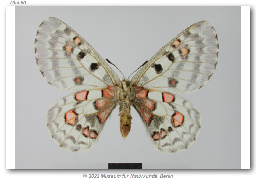Parnassius epaphus hillensis (type specimens)