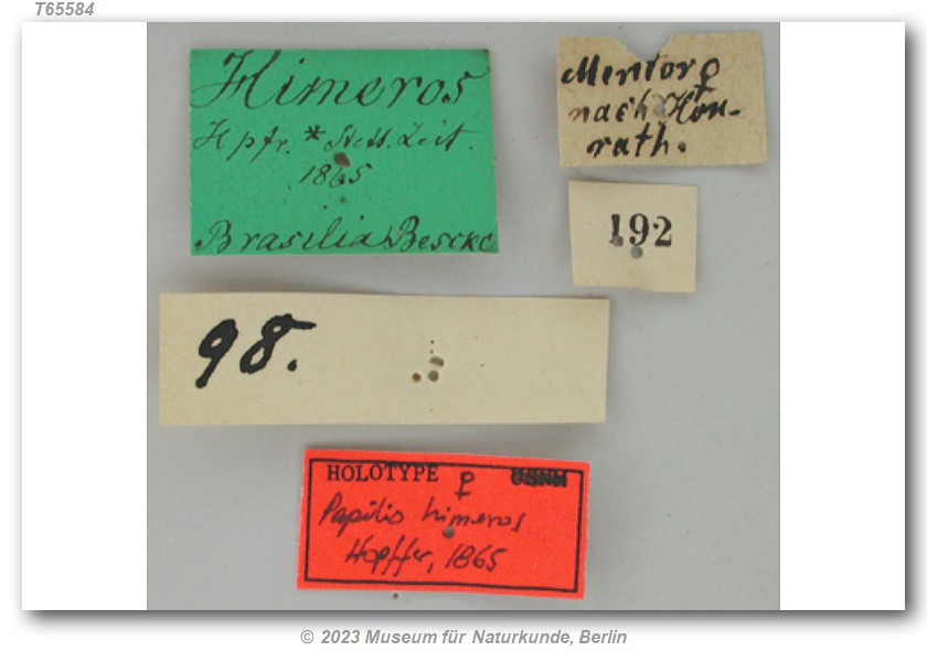 Heraclides himeros himeros HOLOTYPE Brazil [MFNB].