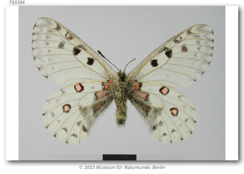 Parnassius epaphus hinducucica (type specimens)