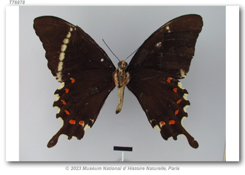 Heraclides pelaus imerius (type specimens)