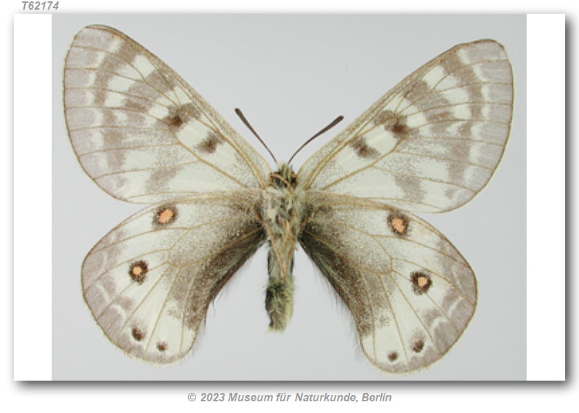 Parnassius infernalis illustris (type specimens)