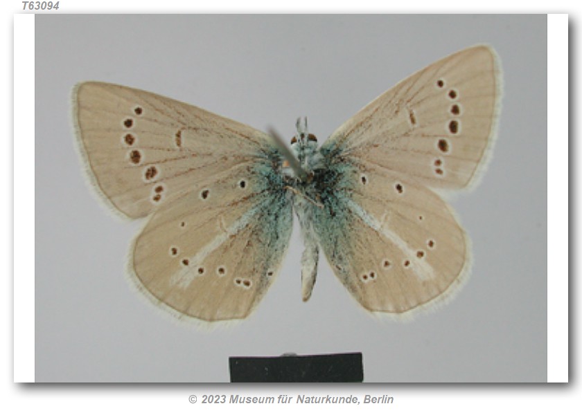 Polyommatus i. iphigenia (type specimens)