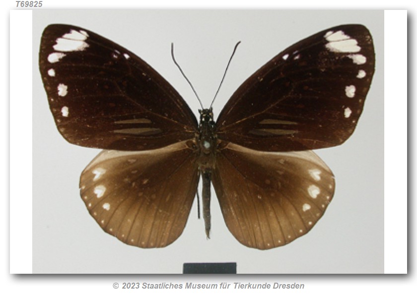 Euploea sylvester jacobseni Röber, 1891
